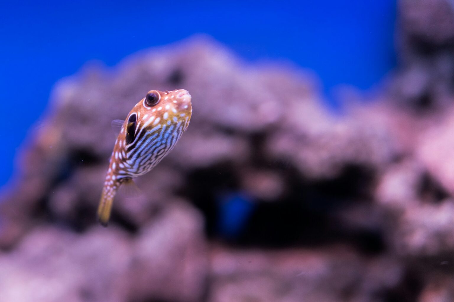 The Smallest Carnivorous Fish – A Ferocious Predator Despite Its Size ...