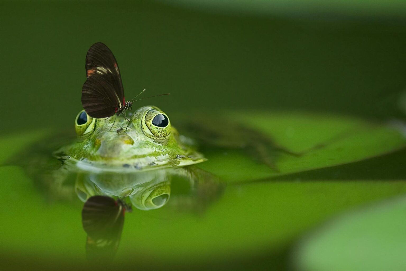 The Smallest Frog Species – It’s Almost Impossible to See – Extreme ...