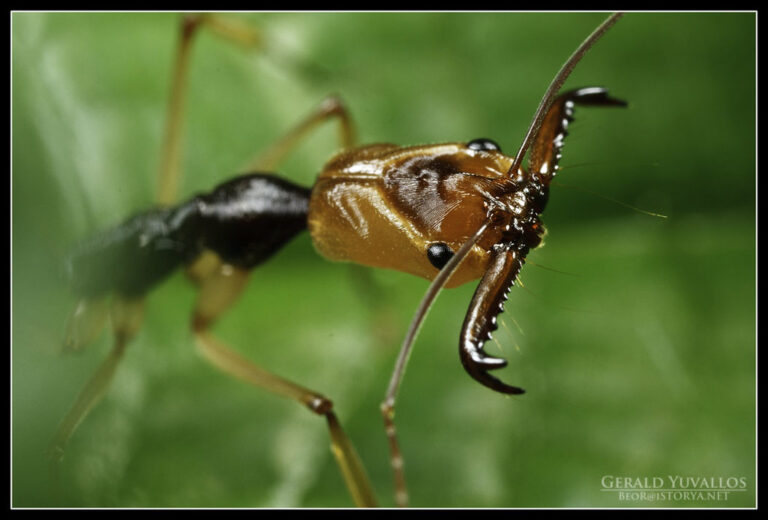 The Fastest Animal Strike Ever Recorded – Nature’s Speed Demon ...