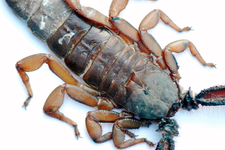 The Biggest Scorpion Species That Ever Existed – It Was as Big as a Dog ...