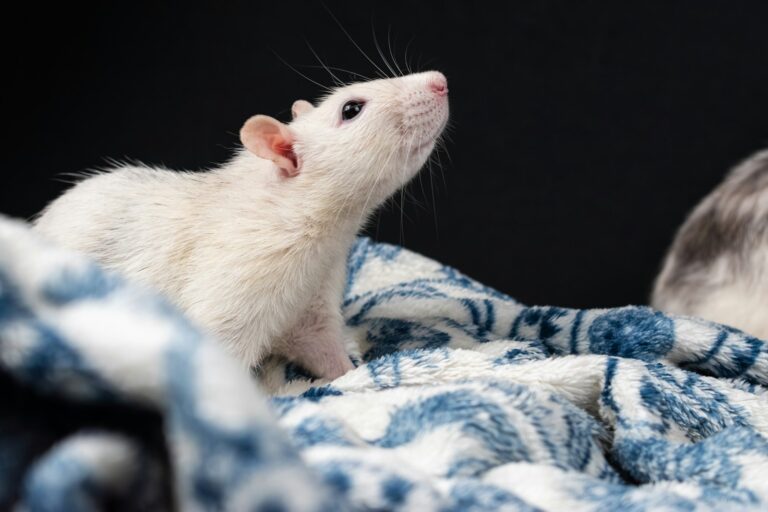 The Largest Rat Species – It Was Bigger Than Some Dogs – Extreme Animal ...