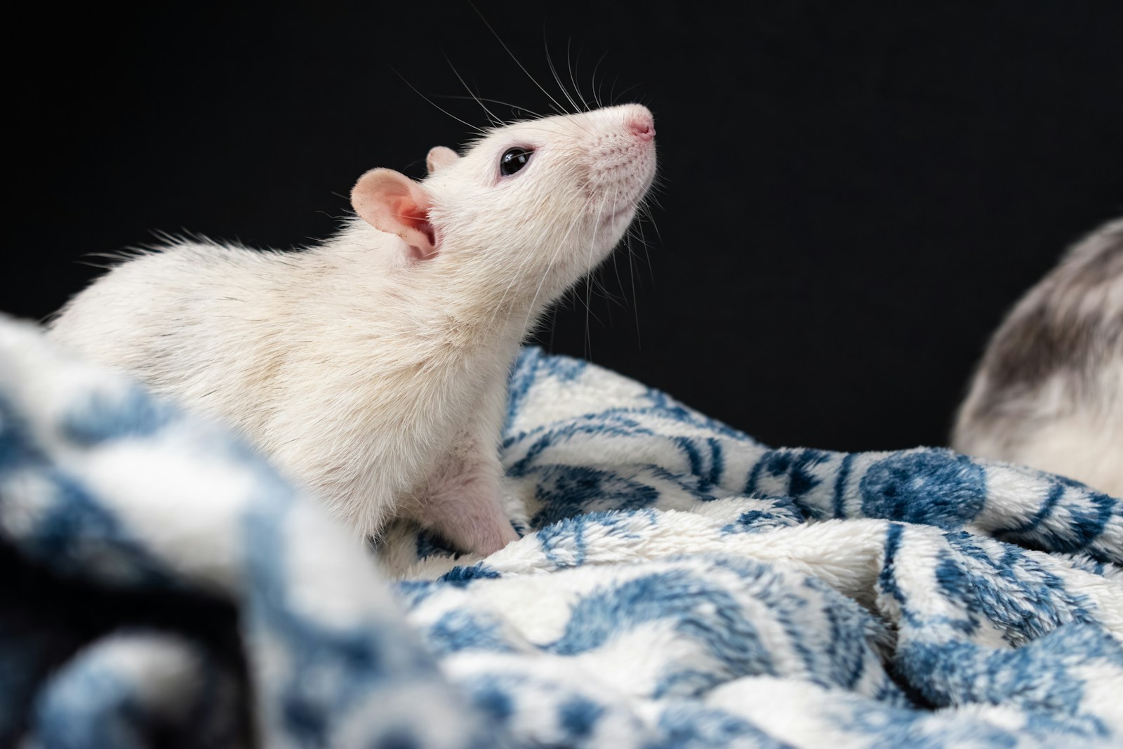The Largest Rat Species – It Was Bigger Than Some Dogs – Extreme Animal ...