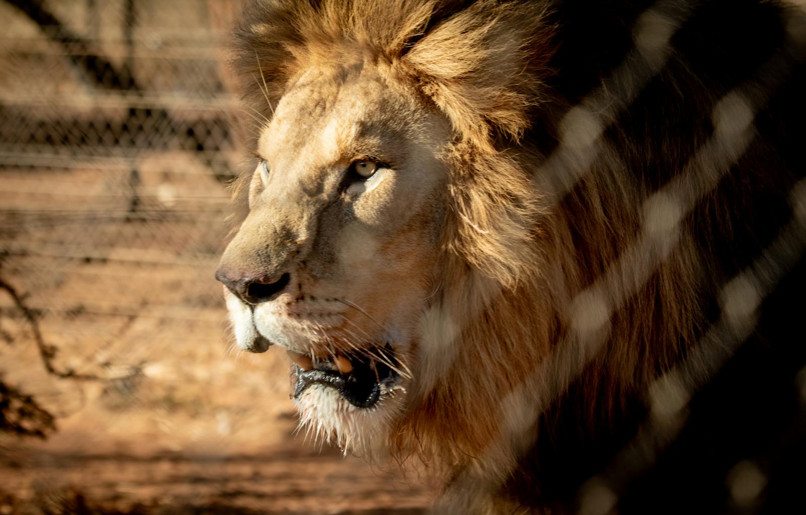 The Largest Lion Ever Recorded – A King of Beasts Unlike Any Other ...