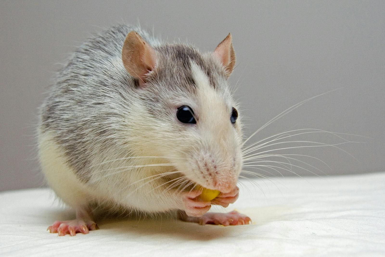 The Largest Rat Species – It Was Bigger Than Some Dogs – Extreme Animal ...