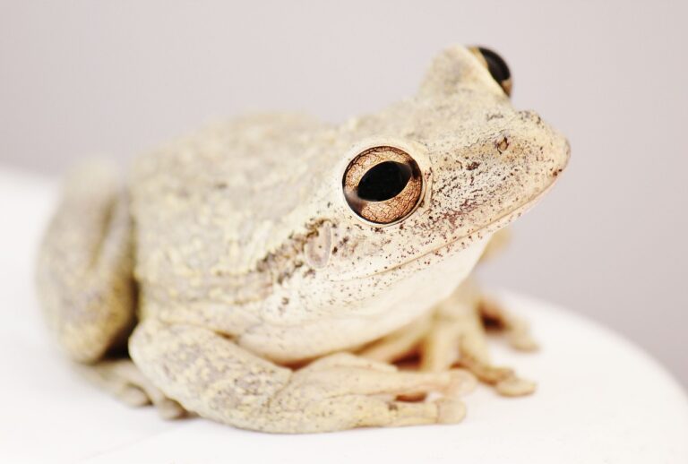 The Smallest Frog Species – It’s Almost Impossible to See – Extreme ...