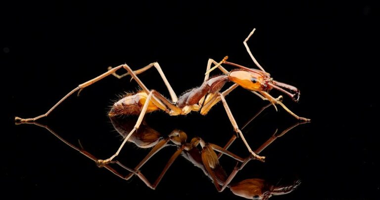 The Fastest Animal Strike Ever Recorded – Nature’s Speed Demon ...