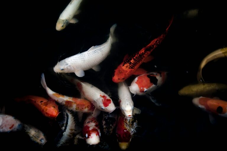 The Smallest Carnivorous Fish – A Ferocious Predator Despite Its Size ...