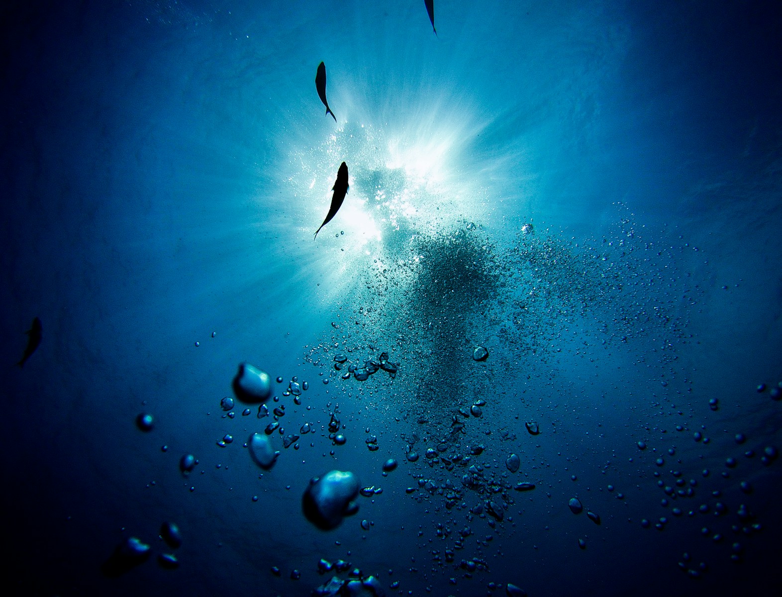 The Fish That Can Create Light in the Deep Ocean – Extreme Animal Records