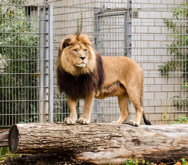 The Largest Lion Ever Recorded – A King of Beasts Unlike Any Other ...