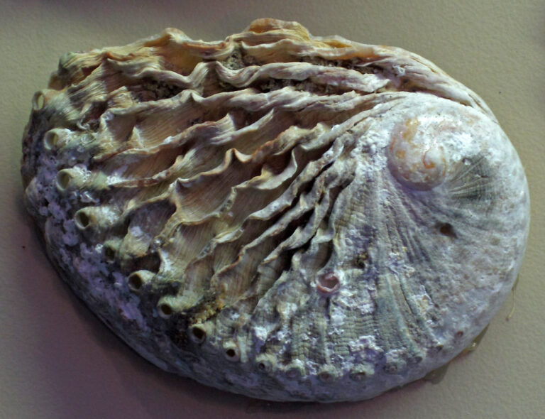 The Animal With the Hardest Shell – A Fortress on Legs – Extreme Animal ...