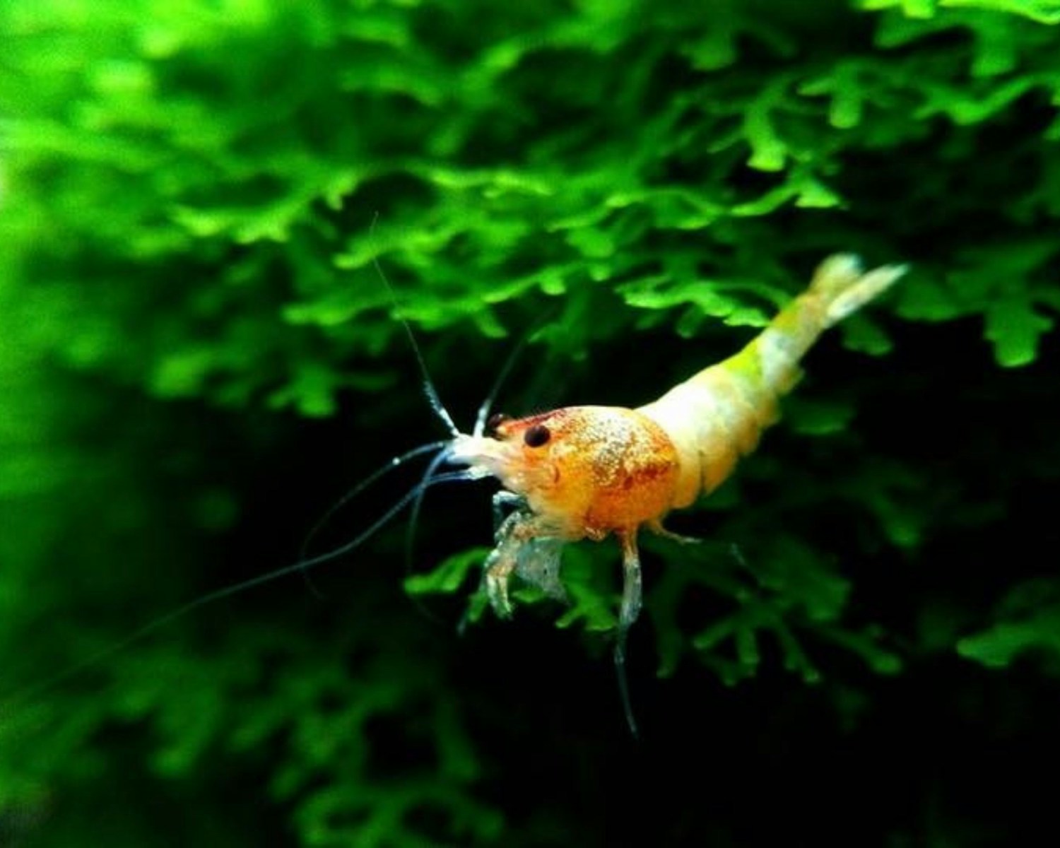 The Strongest Punch in the Animal Kingdom – Nature’s Ultimate Boxer ...