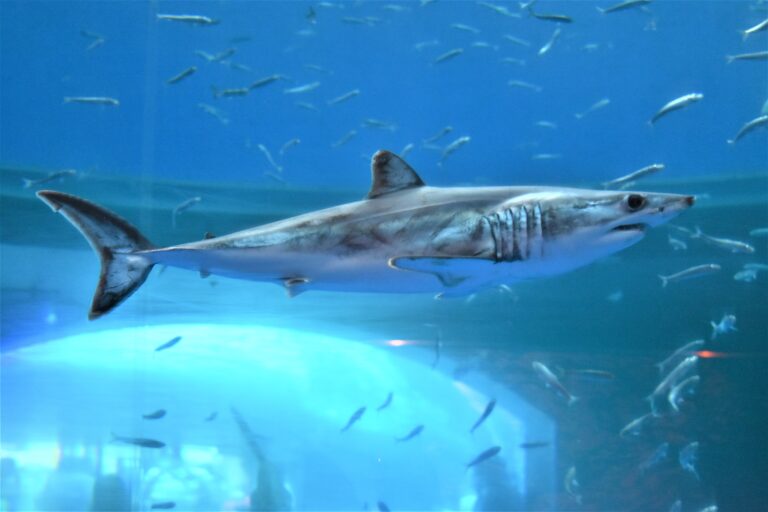 The Fastest Swimming Shark – It’s a True Predator Missile – Extreme ...