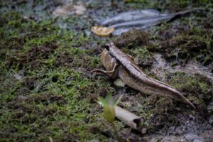 The Fish That Can Walk on Land – A Real-Life Amphibious Creature ...