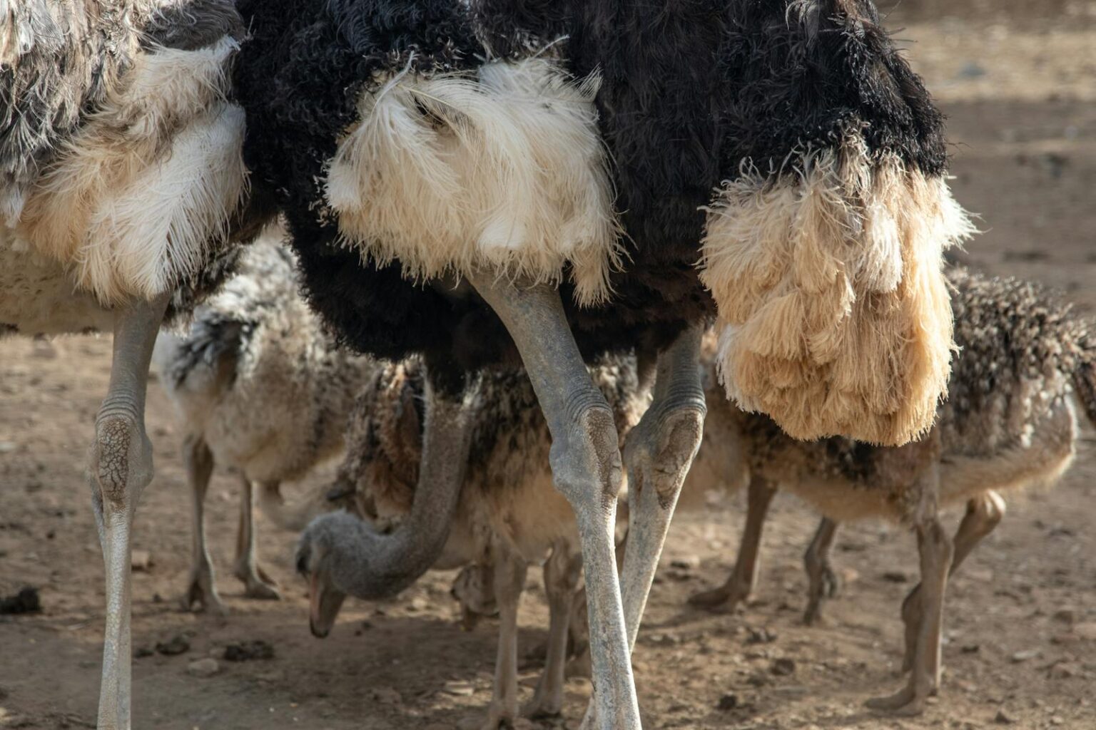 The Most Powerful Kick in the Animal World – It Can Shatter Bones ...