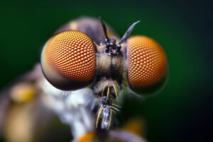 The Animal With the Most Eyes – More Than Just Two – Extreme Animal Records