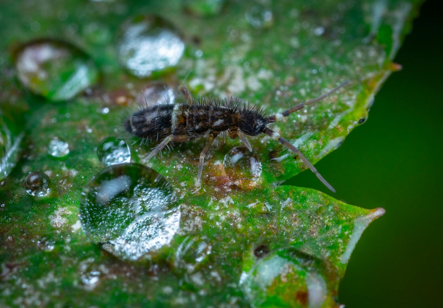 The Smallest Reptile Ever Found – It’s the Size of a Matchstick ...