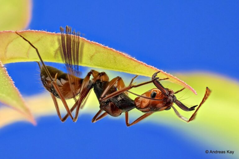 The Fastest Animal Strike Ever Recorded – Nature’s Speed Demon ...