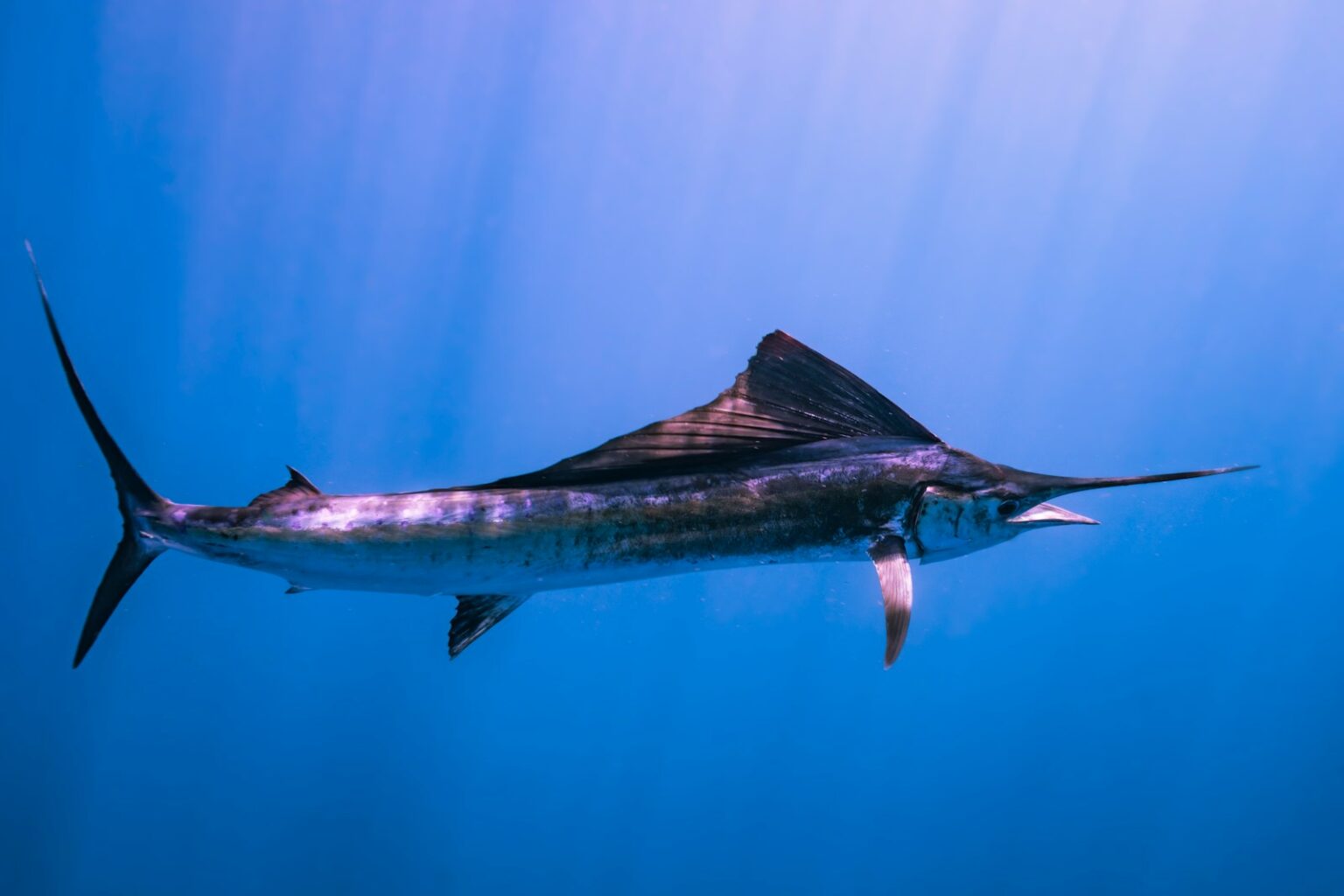The Fastest Swimming Shark – It’s a True Predator Missile – Extreme ...
