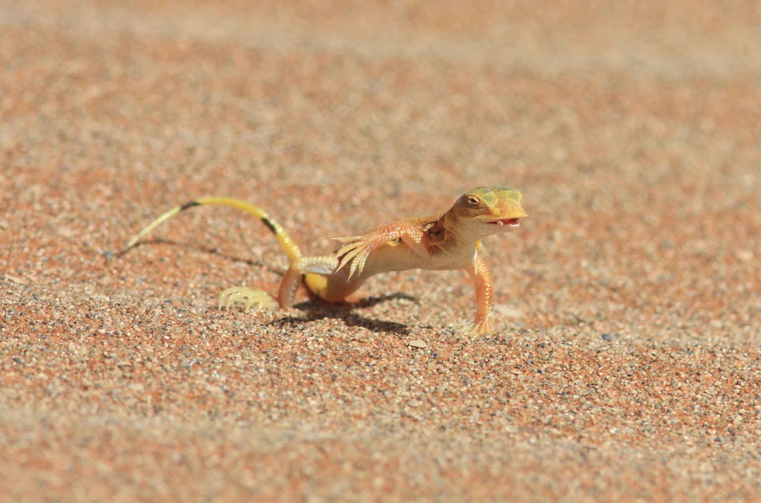 The Fastest Mover on Sand – It’s Practically a Blur – Extreme Animal ...