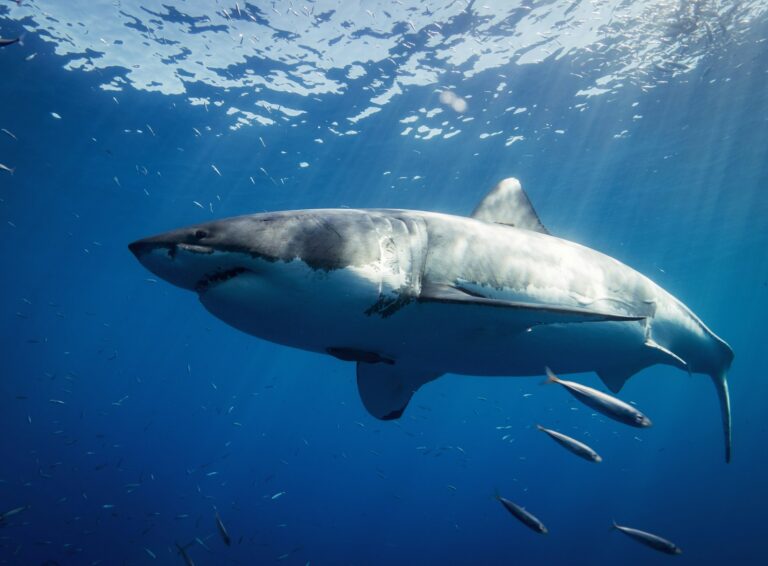 The Fastest Swimming Shark – It’s a True Predator Missile – Extreme ...