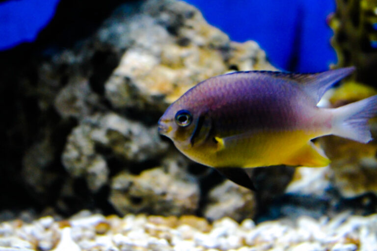 The Largest Piranha Species Ever Discovered – A Prehistoric Nightmare ...