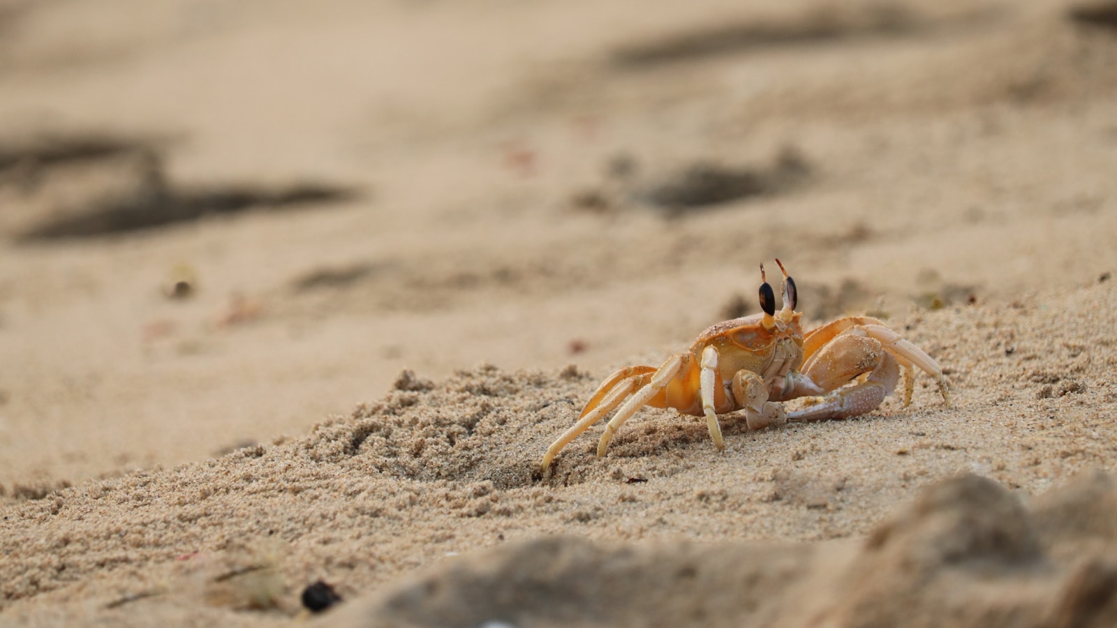 The Smallest Crab Species – A True Microscopic Marvel – Extreme Animal ...