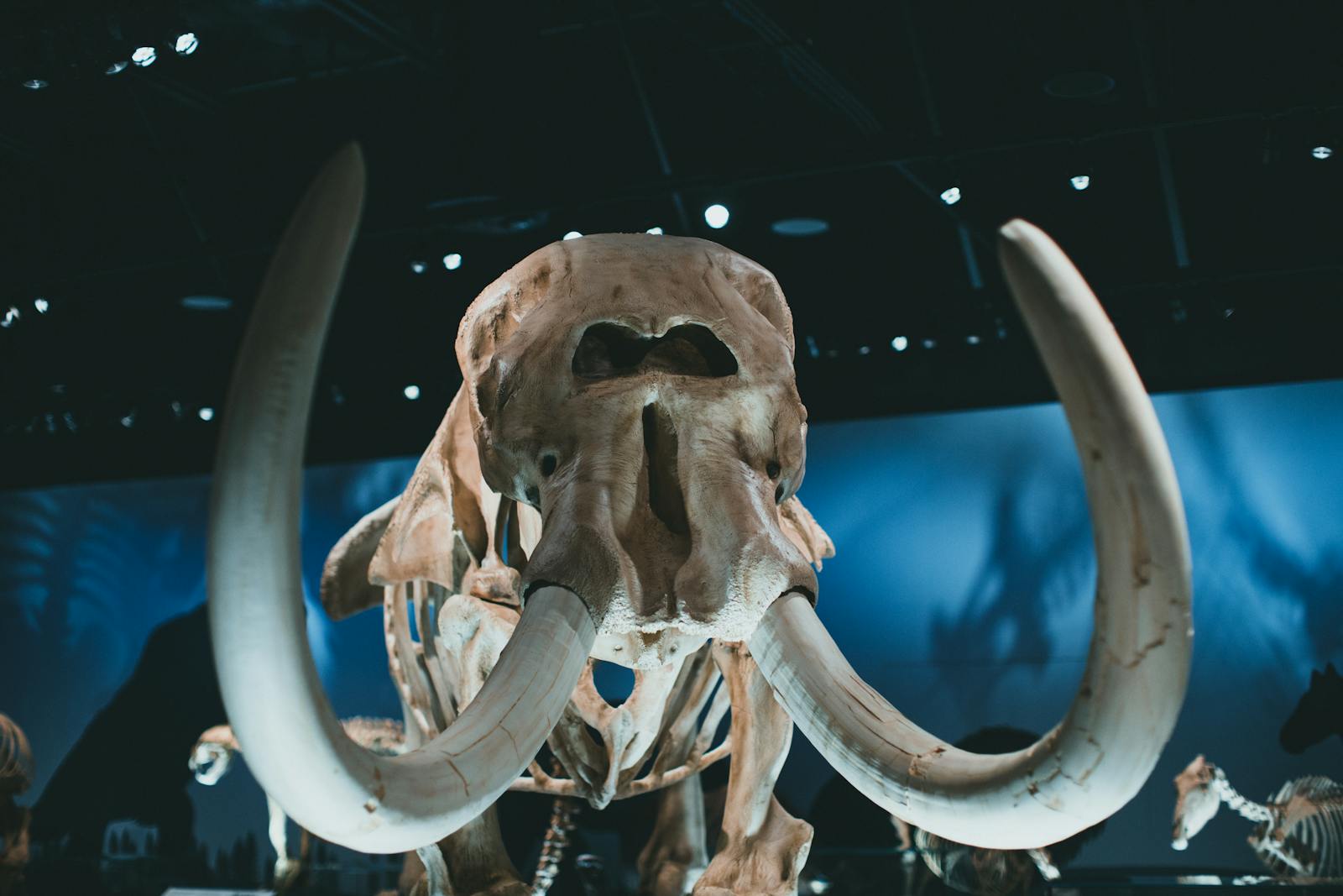 How the Biggest Elephant in History Stacks Up Against Modern Giants ...