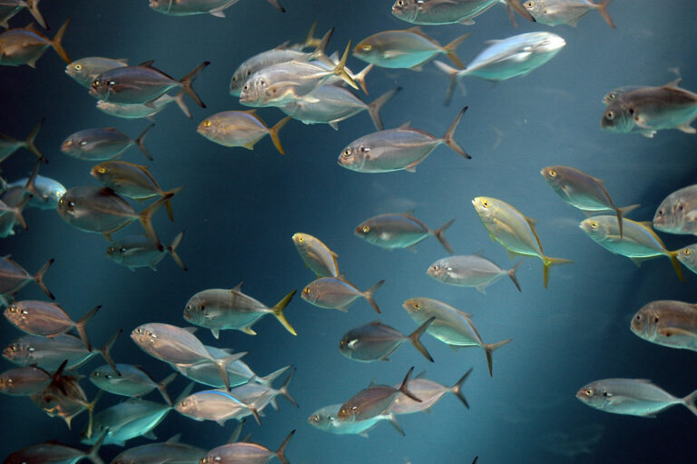 The Largest Piranha Species Ever Discovered – A Prehistoric Nightmare ...