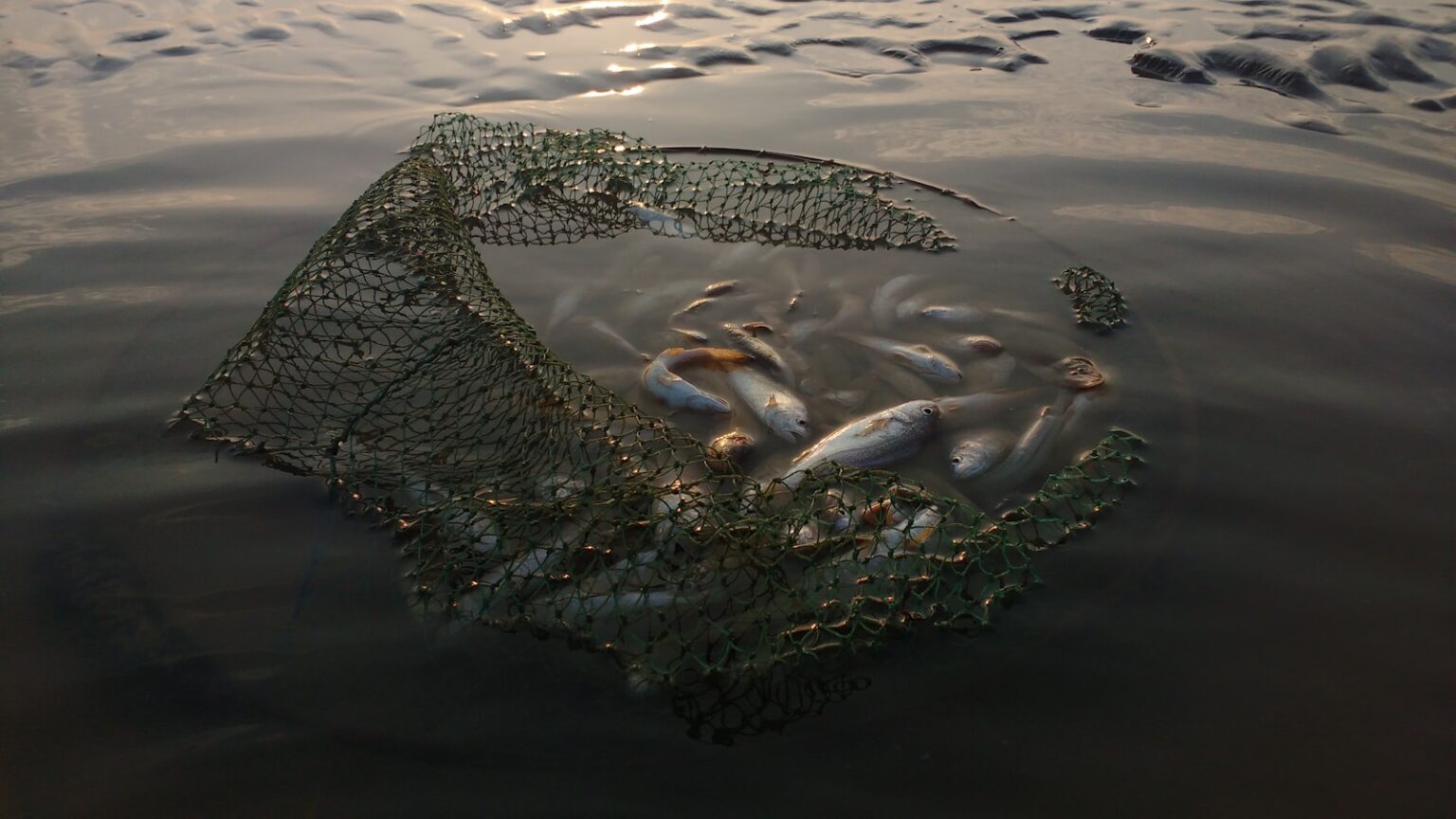 The Fastest Fish Ever Recorded – It’s Built Like a Torpedo – Extreme ...