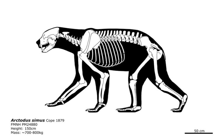 The Largest Bear Species That Ever Lived – Twice the Size of a Grizzly ...