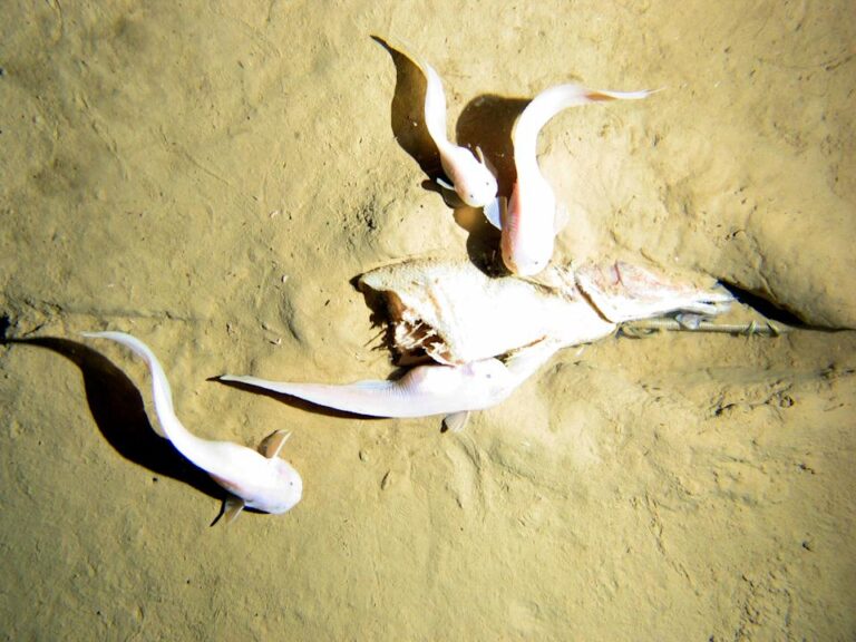 The Animal That Can Withstand the Highest Pressures in the Deep Ocean ...