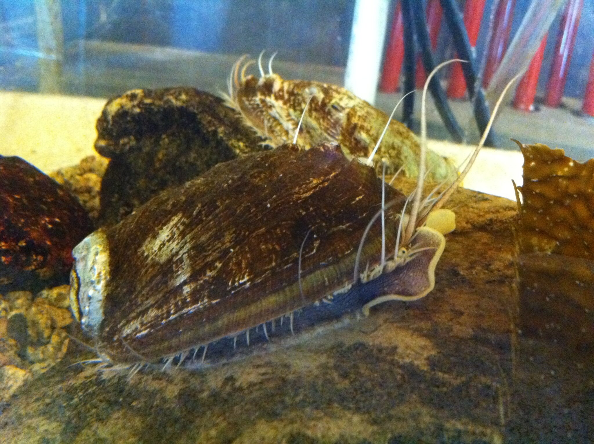 The Animal With the Hardest Shell – A Fortress on Legs – Extreme Animal ...