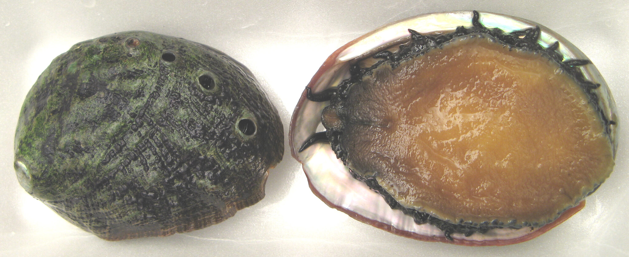 The Animal With the Hardest Shell – A Fortress on Legs – Extreme Animal ...