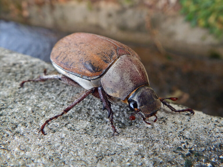 The Largest Beetle in the World – A Living Tank of an Insect – Extreme ...