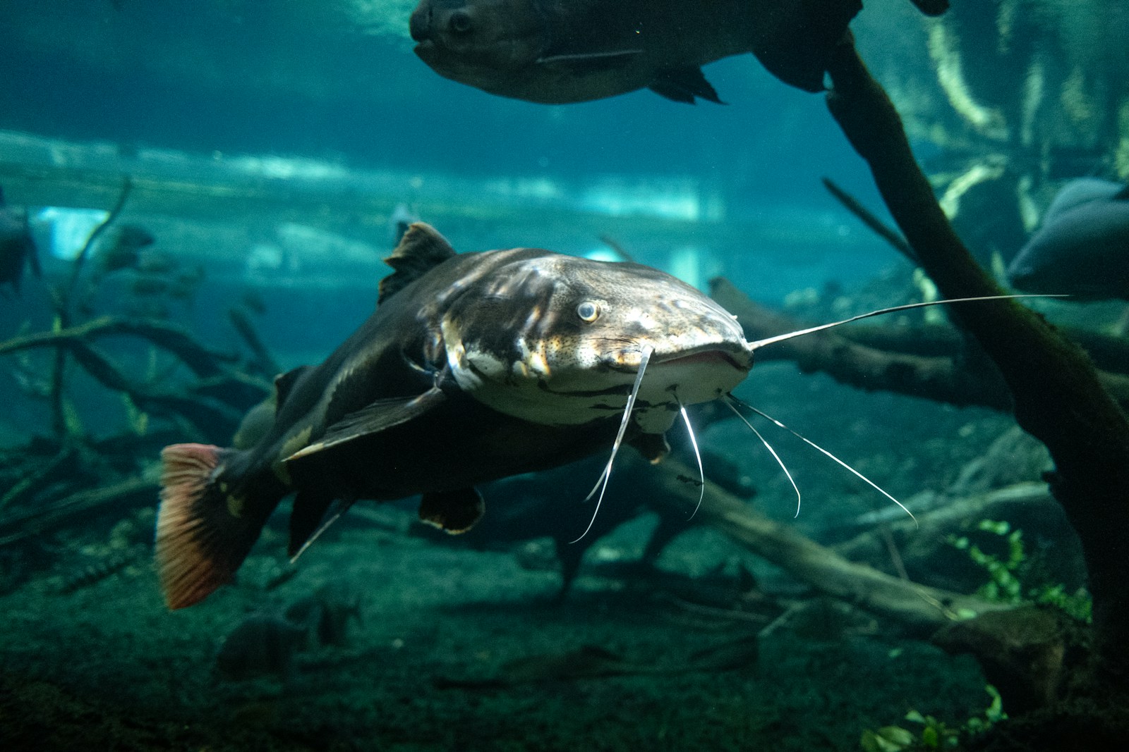 The Biggest Catfish Ever Caught – A True River Monster – Extreme Animal ...