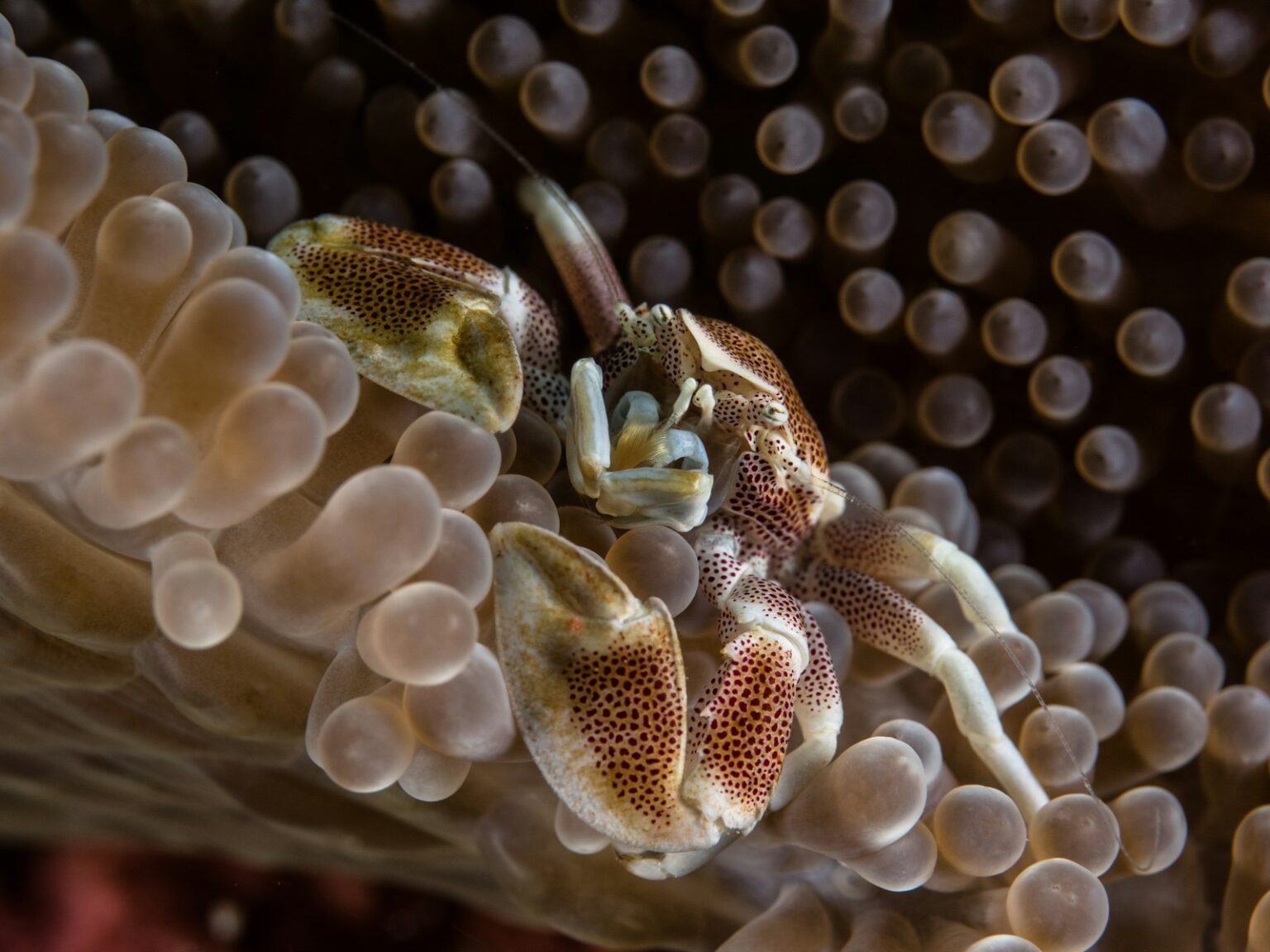 The Smallest Crab Species – A True Microscopic Marvel – Extreme Animal ...