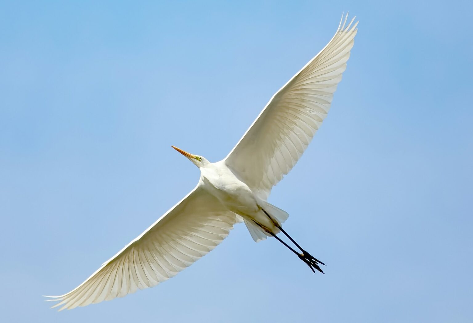 The Heaviest Bird That Can Still Fly – A True Aerial Giant – Extreme ...