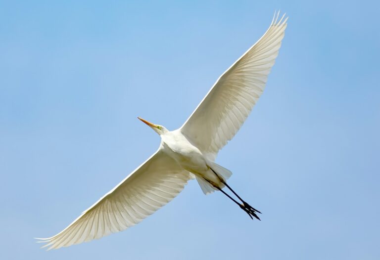 The Heaviest Bird That Can Still Fly – A True Aerial Giant – Extreme ...