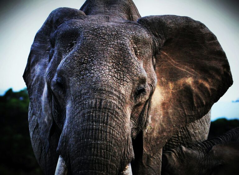 How the Biggest Elephant in History Stacks Up Against Modern Giants ...