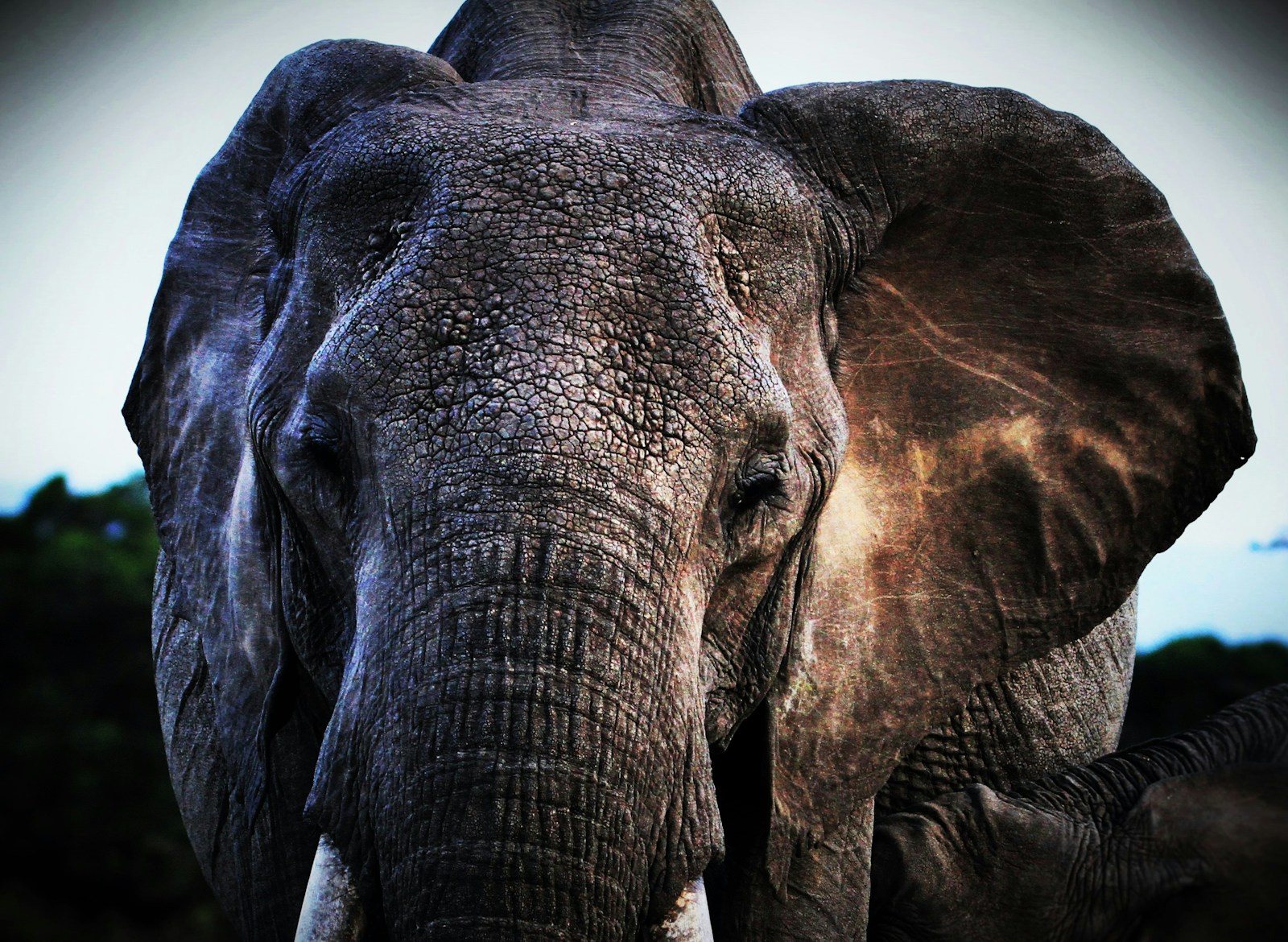 How the Biggest Elephant in History Stacks Up Against Modern Giants ...