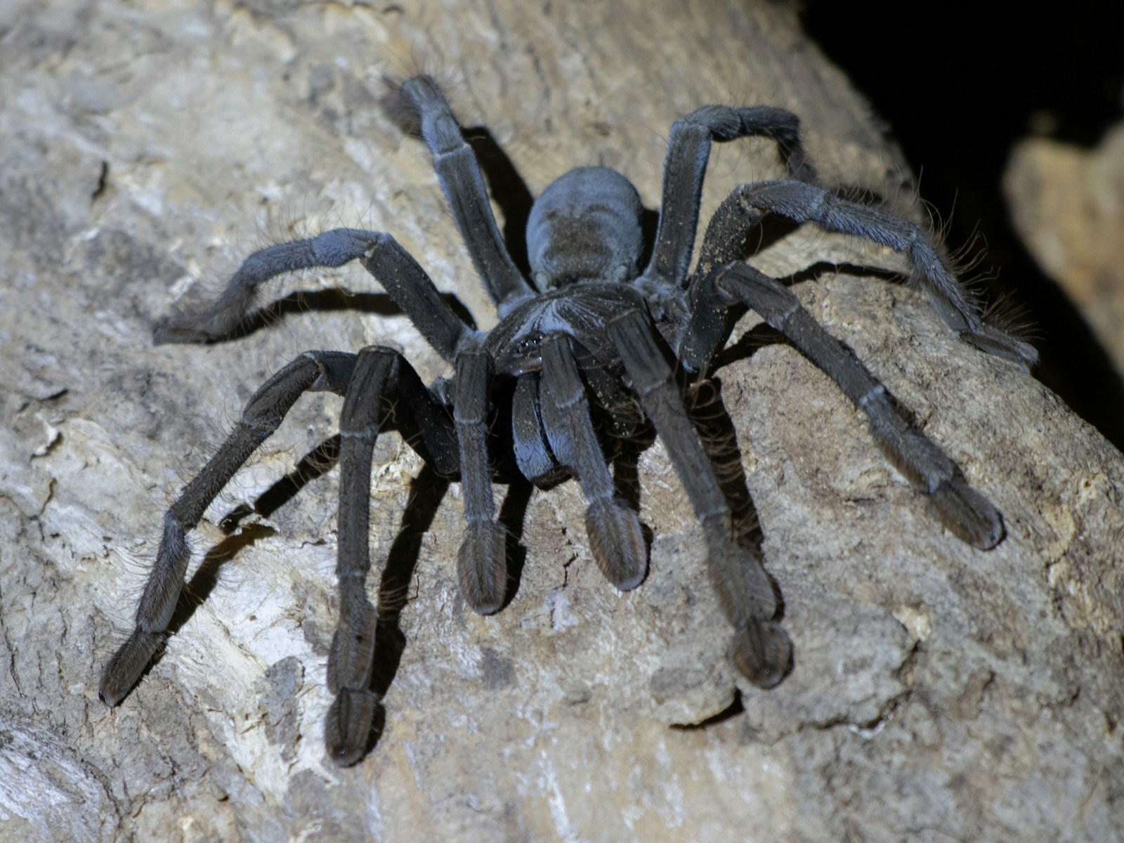 The Largest Spider Ever Discovered – Its Legs Were Longer Than Your ...