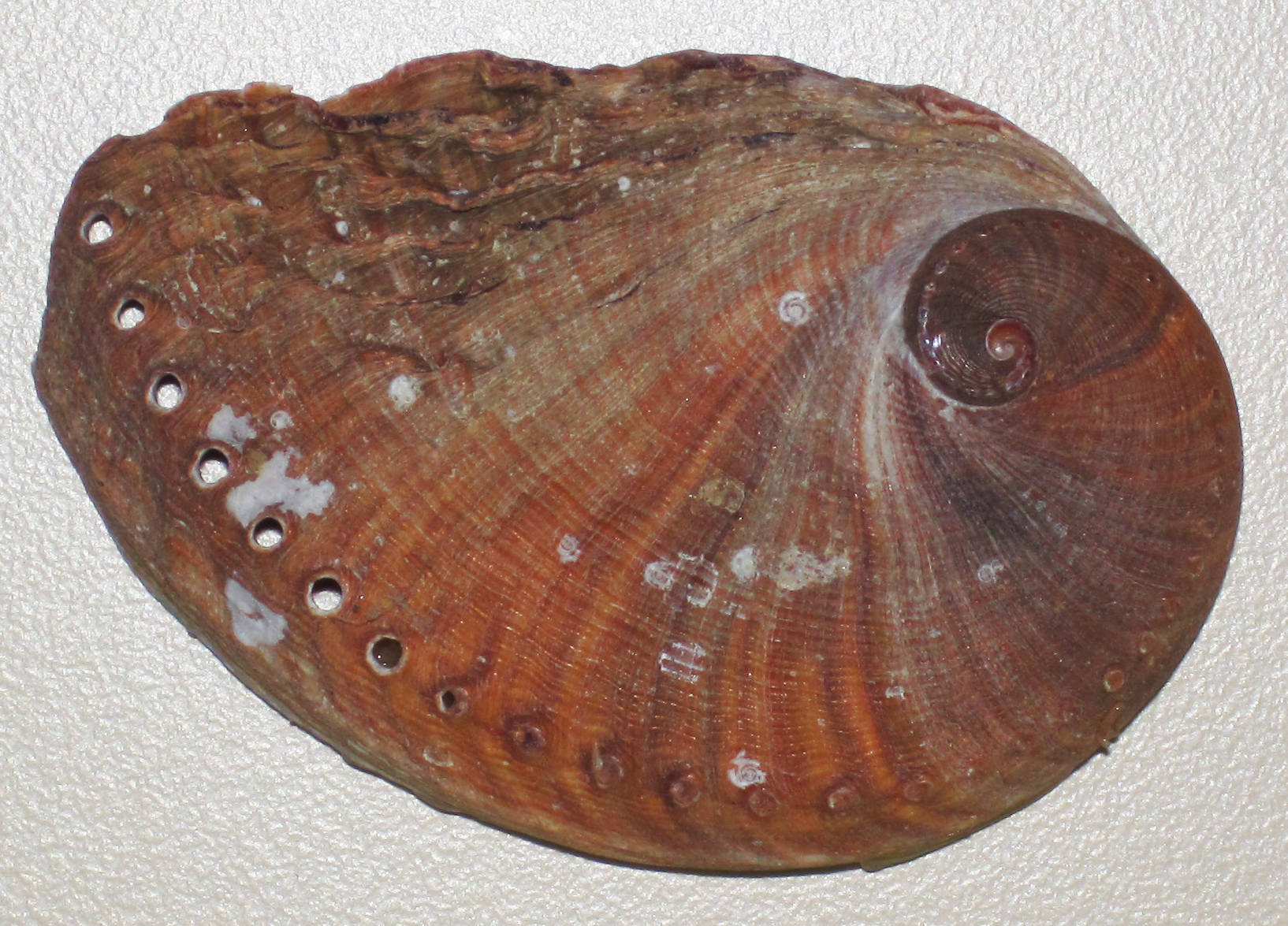 The Animal With the Hardest Shell – A Fortress on Legs – Extreme Animal ...
