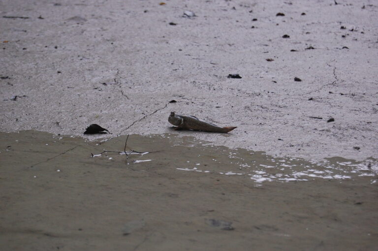 The Fish That Can Walk on Land – A Real-Life Amphibious Creature ...