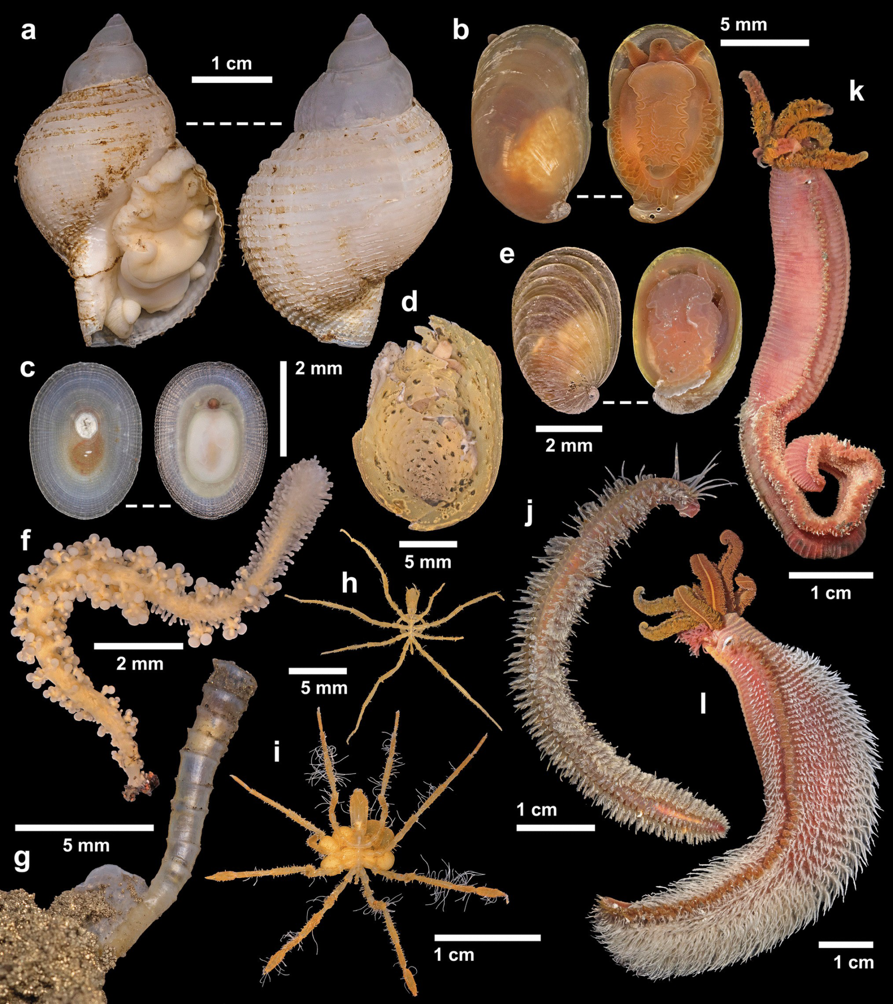 The Most Acid-Resistant Creature in Nature – Extreme Animal Records