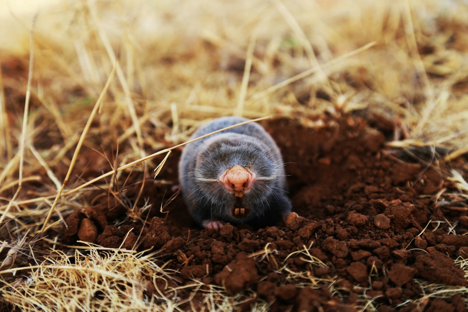 The Fastest Burrowing Animal – It Digs Faster Than You Can Run ...