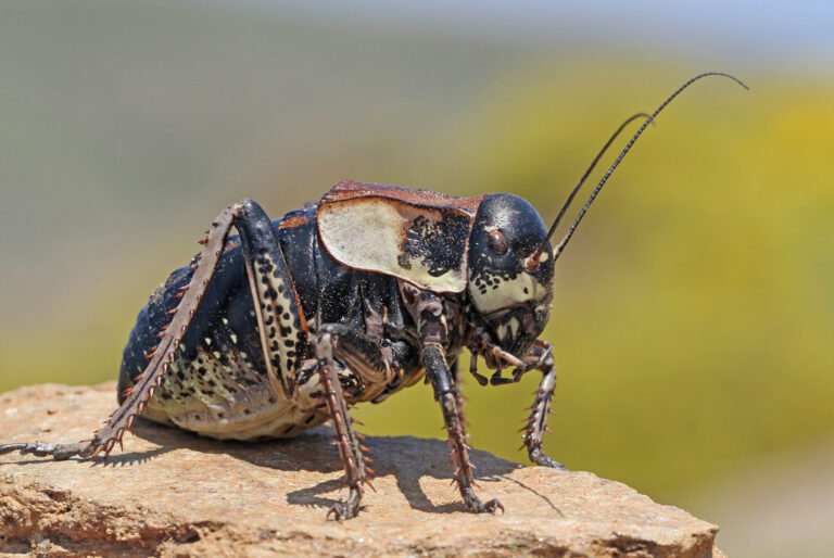 The Largest Beetle in the World – A Living Tank of an Insect – Extreme ...