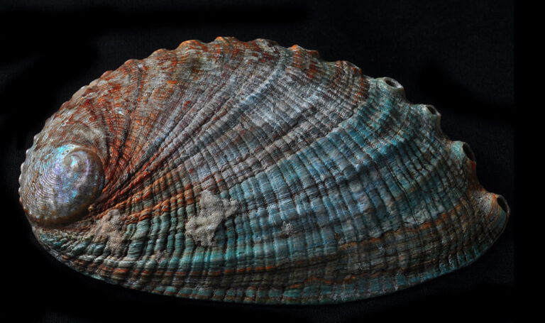 The Animal With the Hardest Shell – A Fortress on Legs – Extreme Animal ...