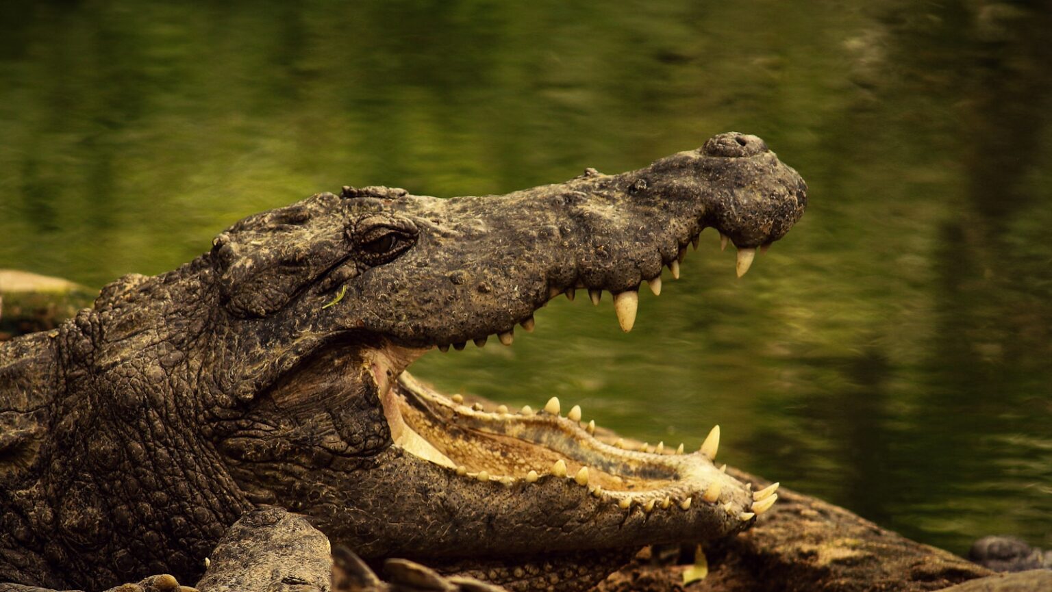 The Strongest Bite Force in the Animal Kingdom – It’s Not a Shark ...