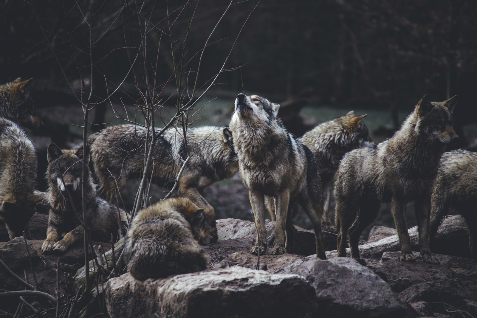 The Biggest Wolf Species in History – A Predator Bigger Than a Lion ...