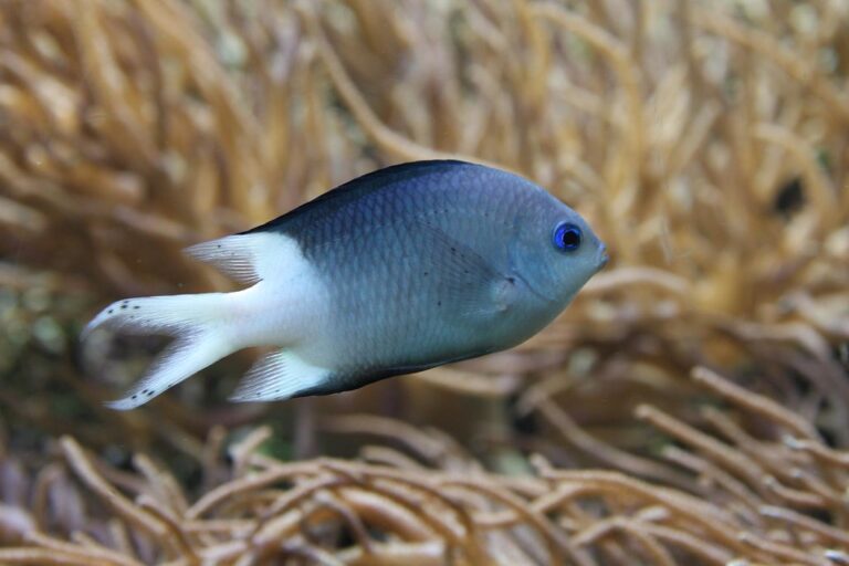 The Largest Piranha Species Ever Discovered – A Prehistoric Nightmare ...
